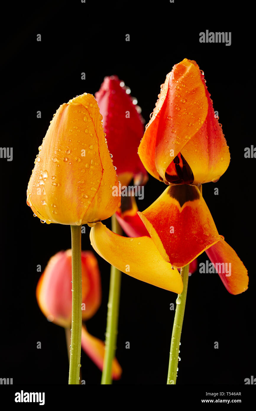 Garden tulips nature flower portraits Stock Photo - Alamy