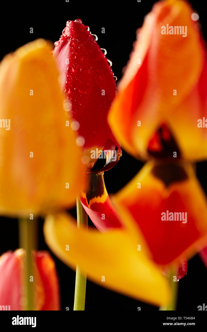 Captivating portraits hi-res stock photography and images - Alamy