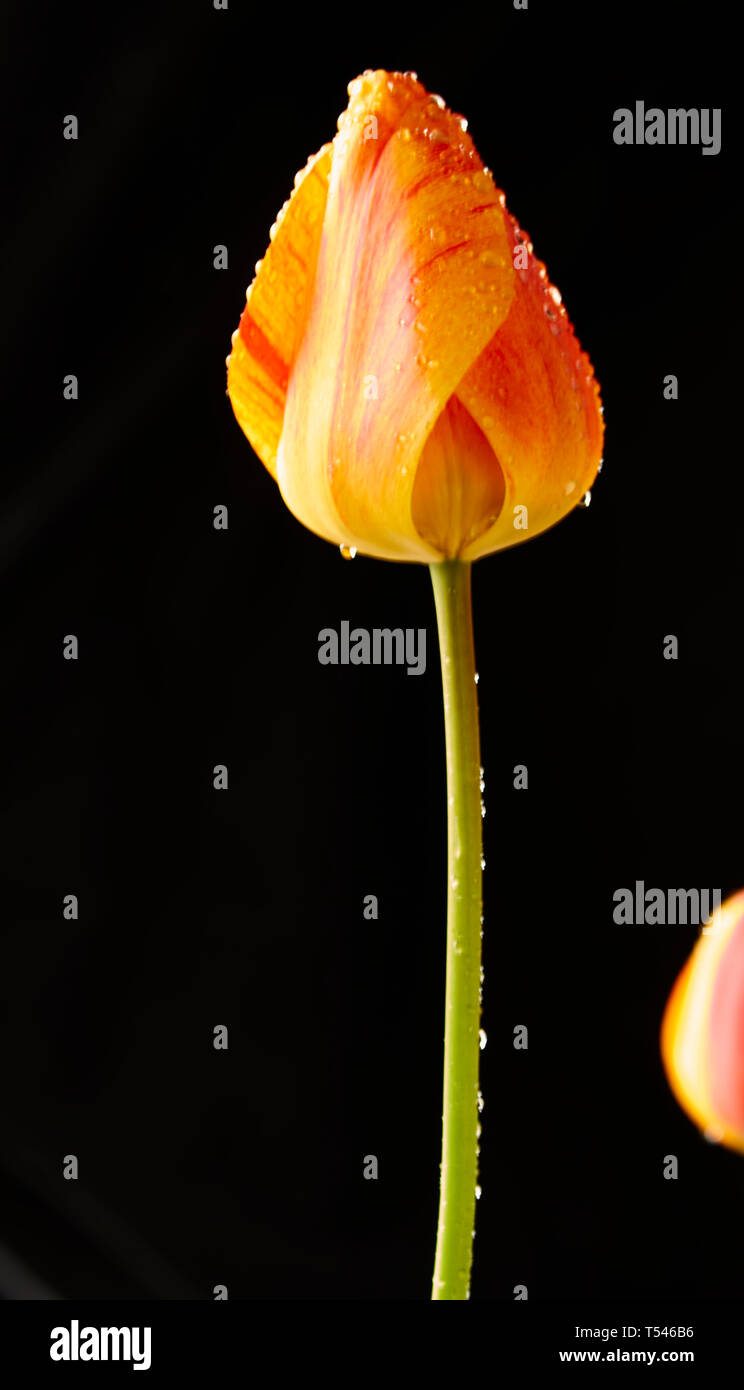 Garden tulips nature flower portraits Stock Photo - Alamy