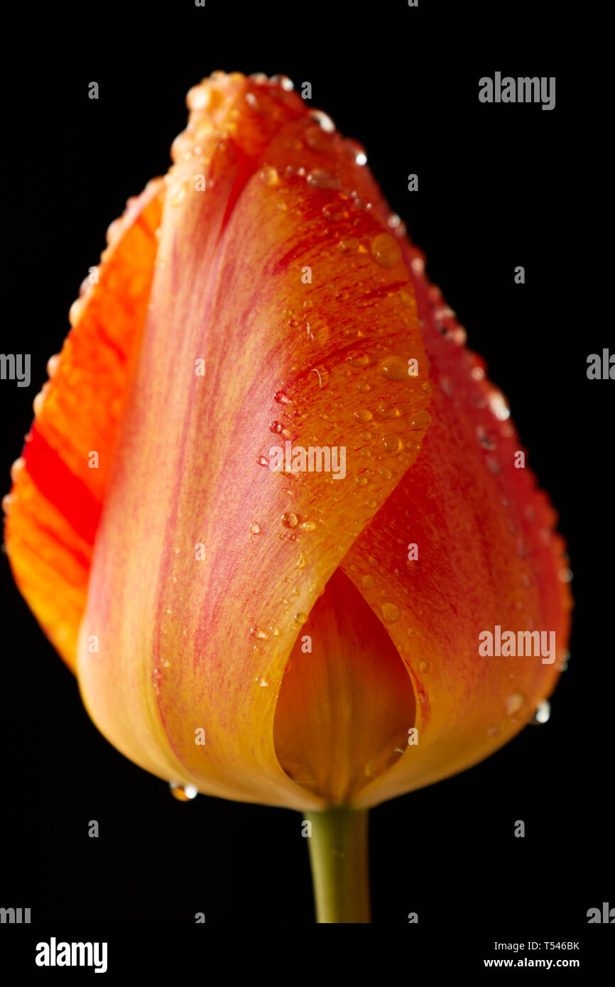 Garden tulips nature flower portraits Stock Photo - Alamy