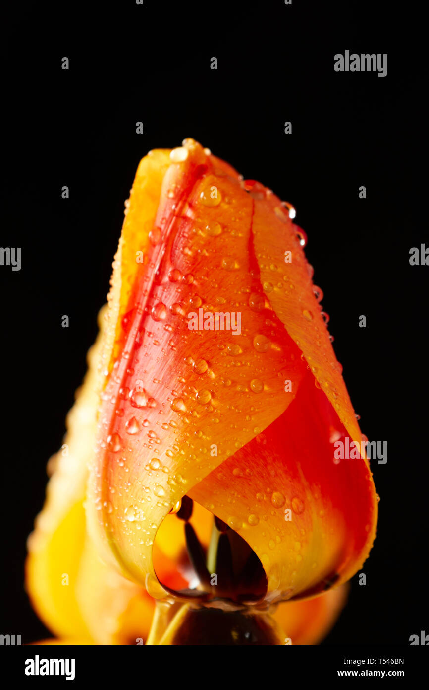 Garden tulips nature flower portraits Stock Photo - Alamy