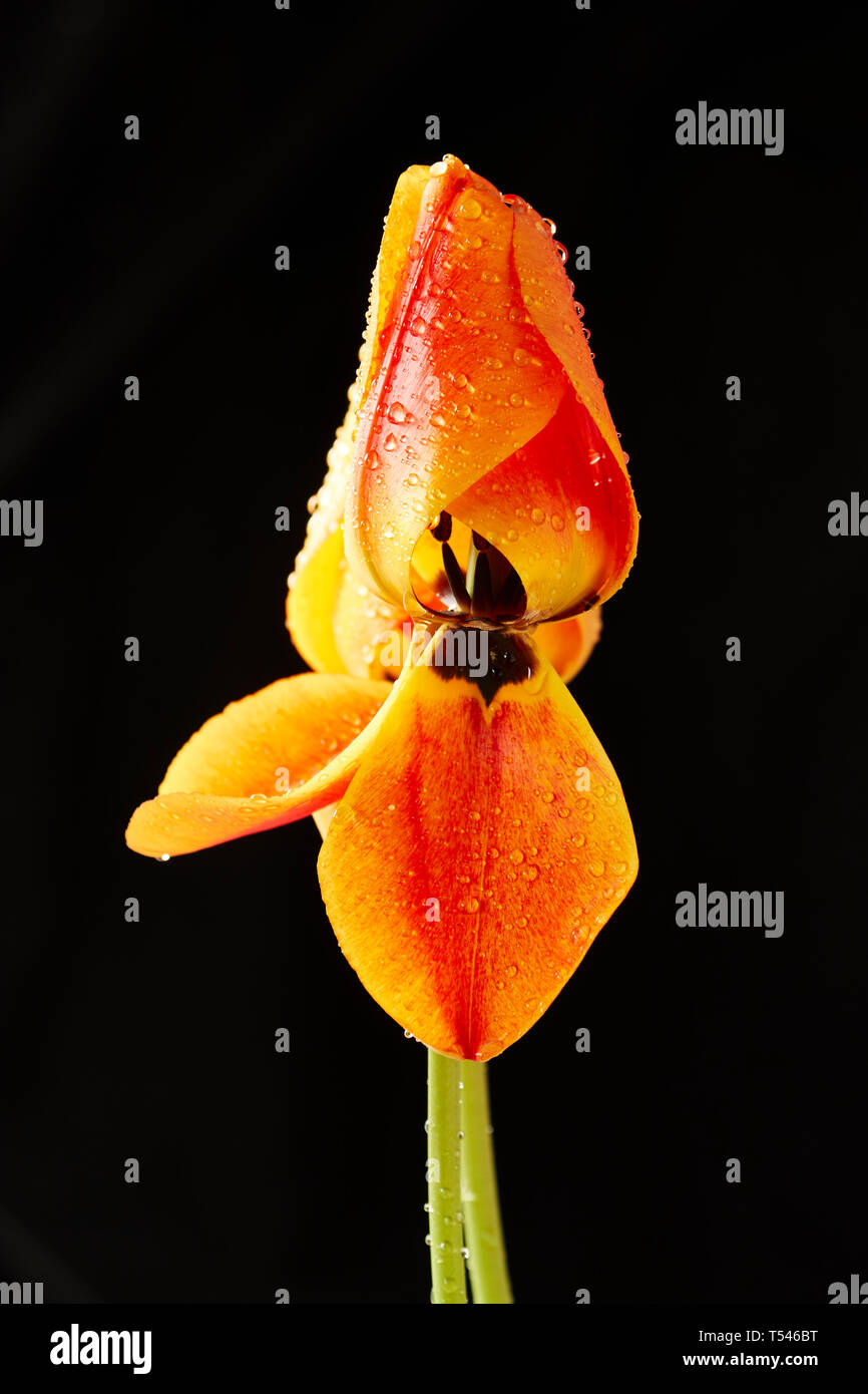 Garden tulips nature flower portraits Stock Photo - Alamy