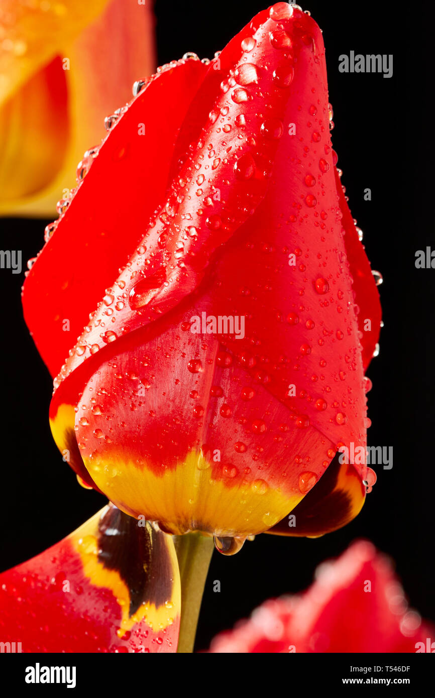 Garden tulips nature flower portraits Stock Photo - Alamy
