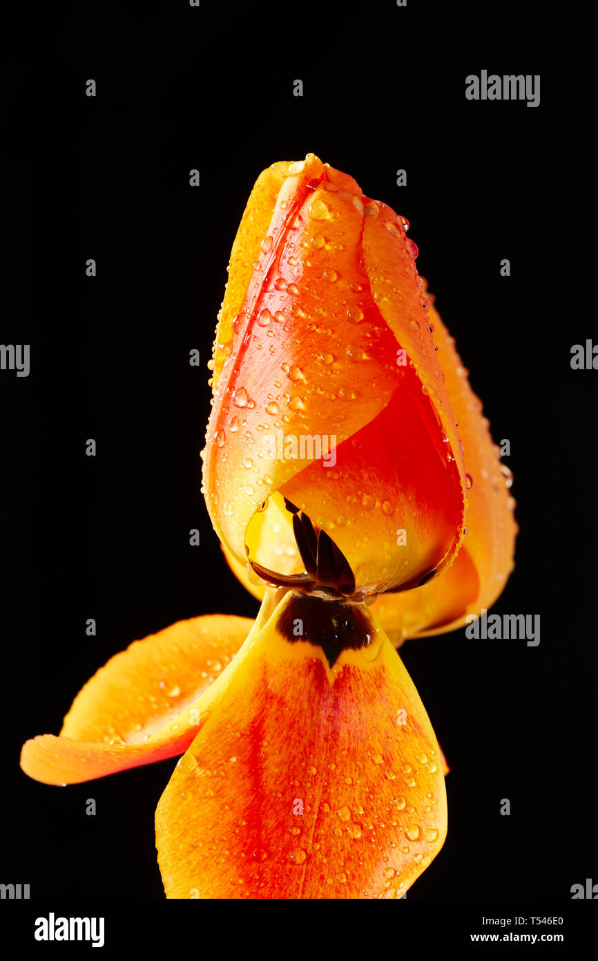 Captivating portraits hi-res stock photography and images - Alamy