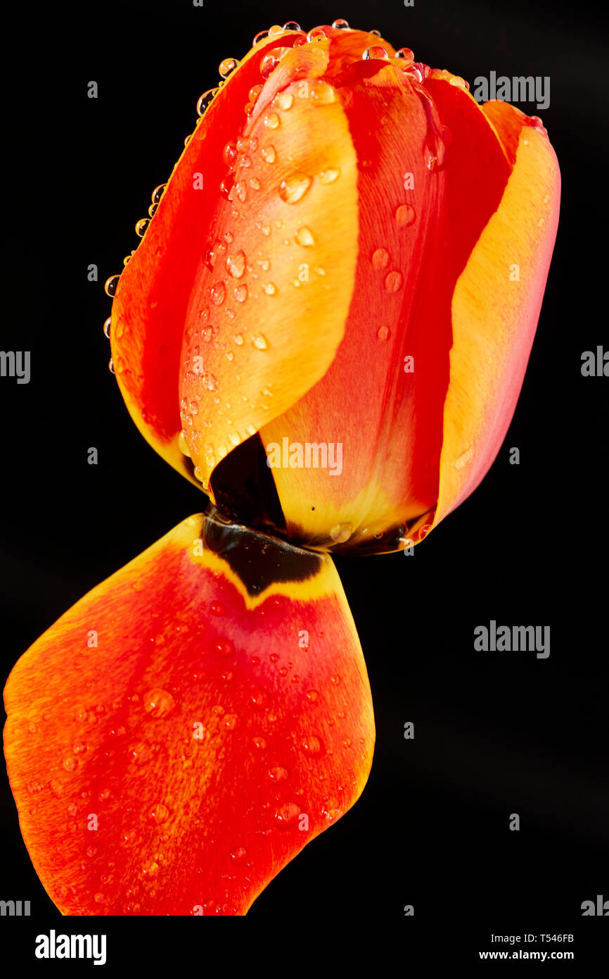 Garden tulips nature flower portraits Stock Photo - Alamy