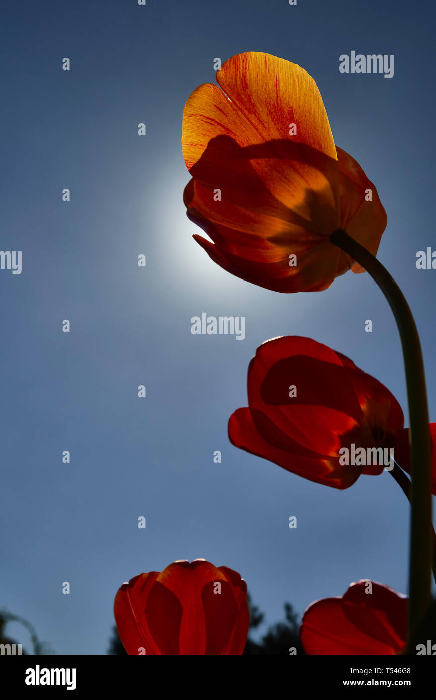 Garden tulips nature flower portraits Stock Photo - Alamy