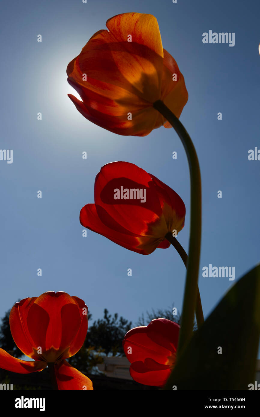 Garden tulips nature flower portraits Stock Photo - Alamy