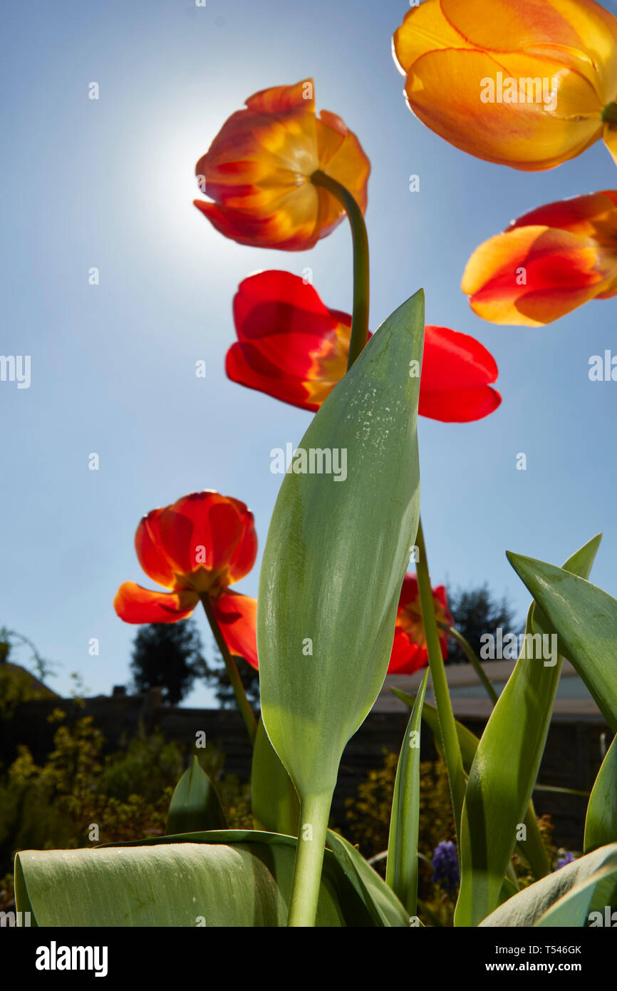 Garden tulips nature flower portraits Stock Photo - Alamy