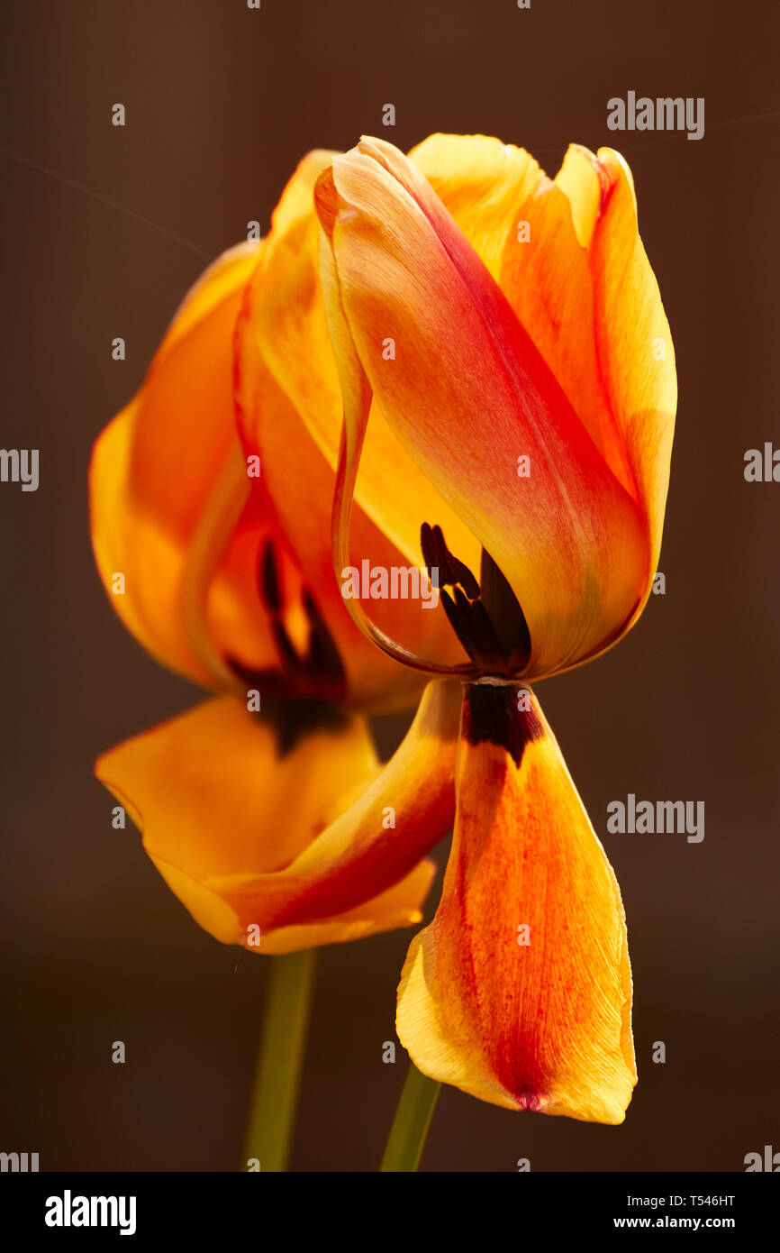 Garden tulips nature flower portraits Stock Photo - Alamy