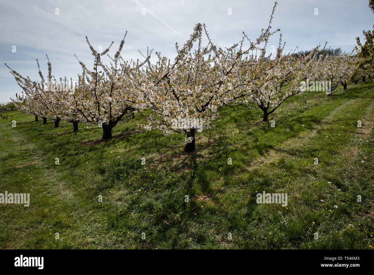 Field of cherry blossoms in spring Stock Photo - Alamy