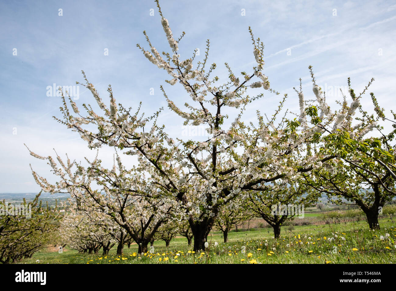 Field of cherry blossoms in spring Stock Photo - Alamy