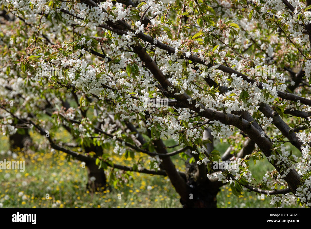 Field of cherry blossoms in spring Stock Photo - Alamy