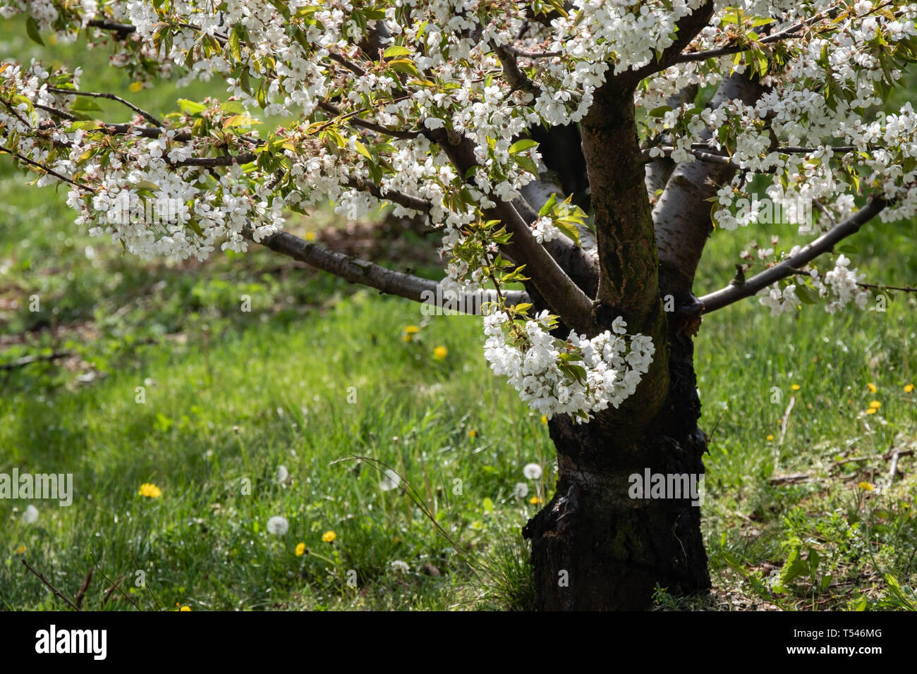 Field of cherry blossoms in spring Stock Photo - Alamy