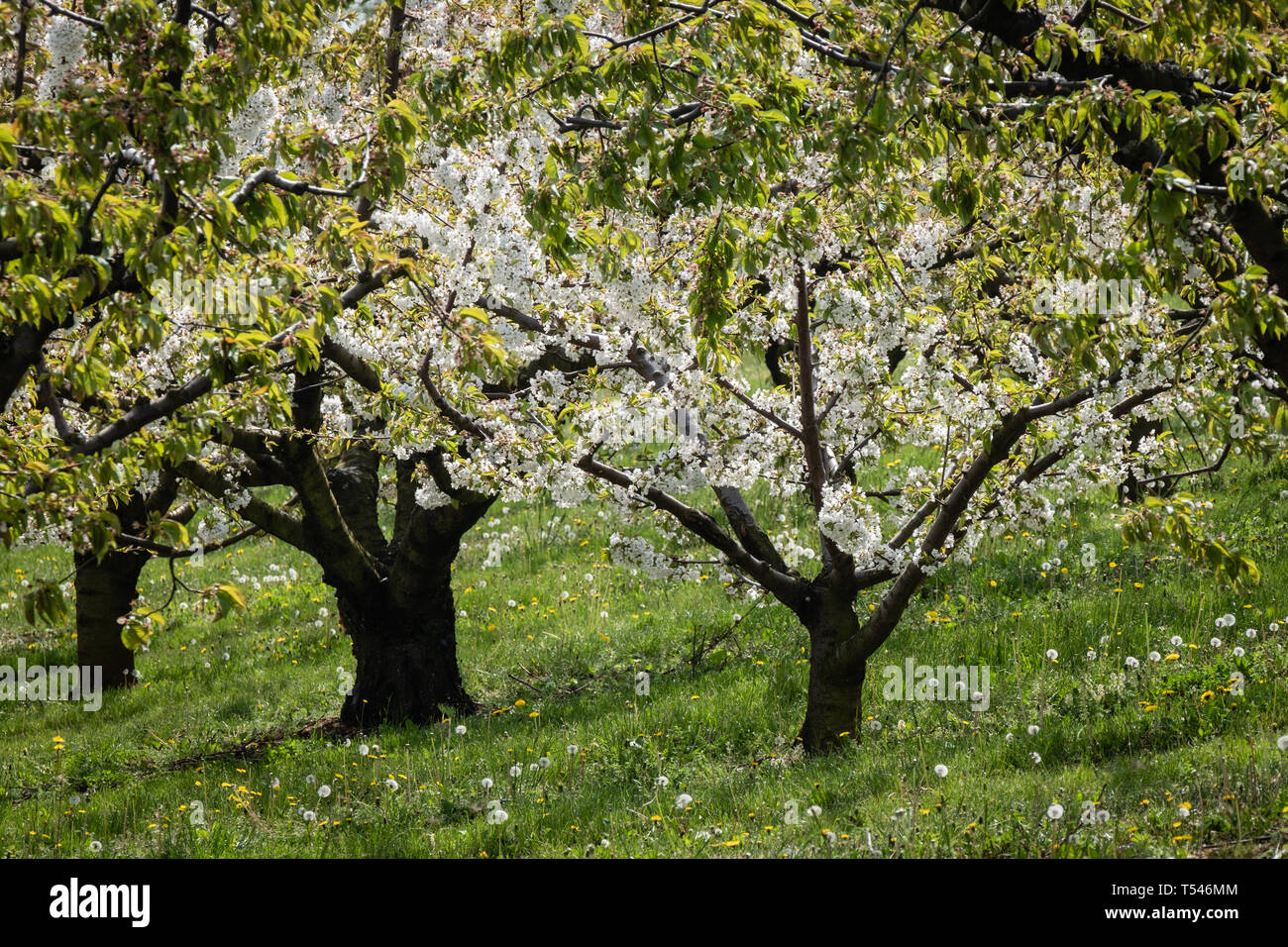 Field of cherry blossoms in spring Stock Photo - Alamy