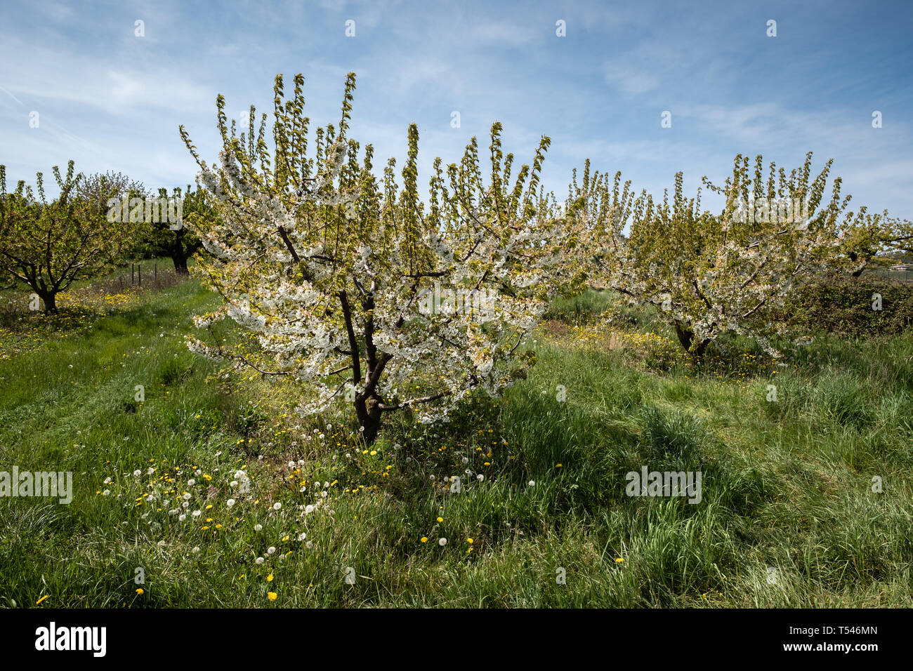 Field of cherry blossoms in spring Stock Photo - Alamy