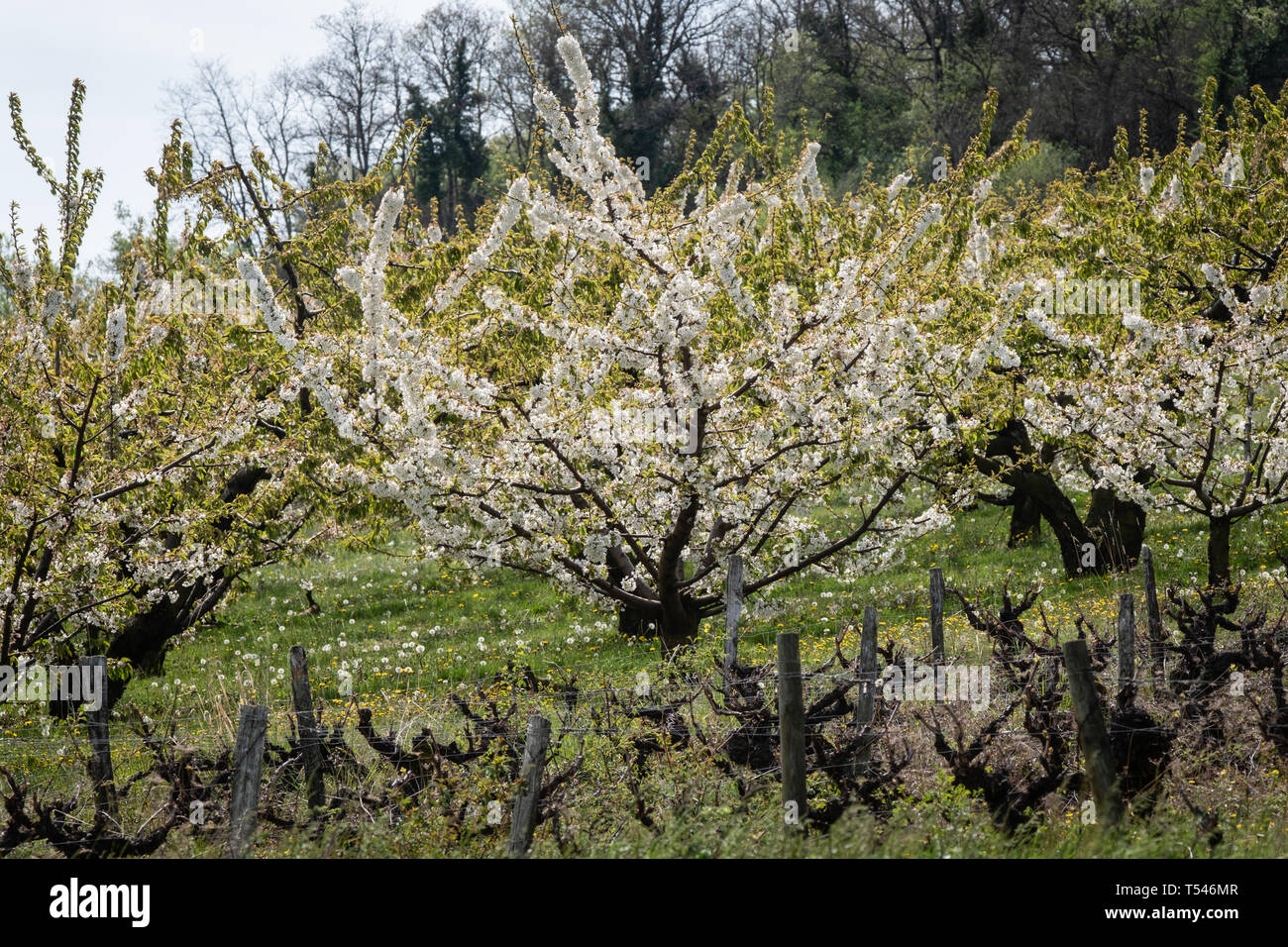 Field of cherry blossoms in spring Stock Photo - Alamy