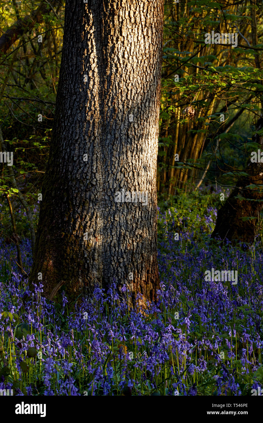 Spring bluebell flowers in reawakening woodland Stock Photo - Alamy