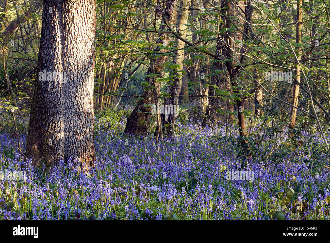 Spring bluebell flowers in reawakening woodland Stock Photo - Alamy