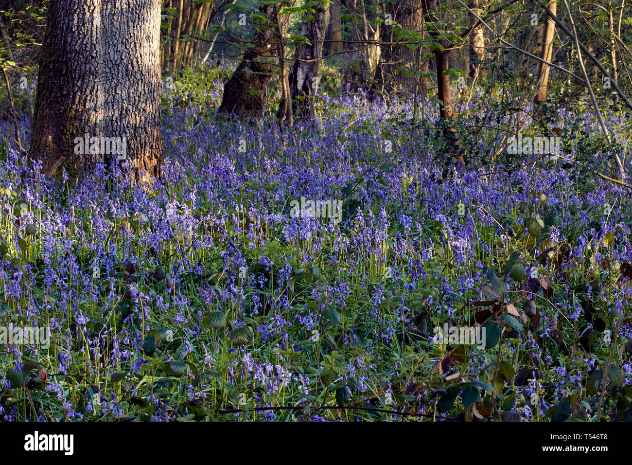 Spring bluebell flowers in reawakening woodland Stock Photo - Alamy