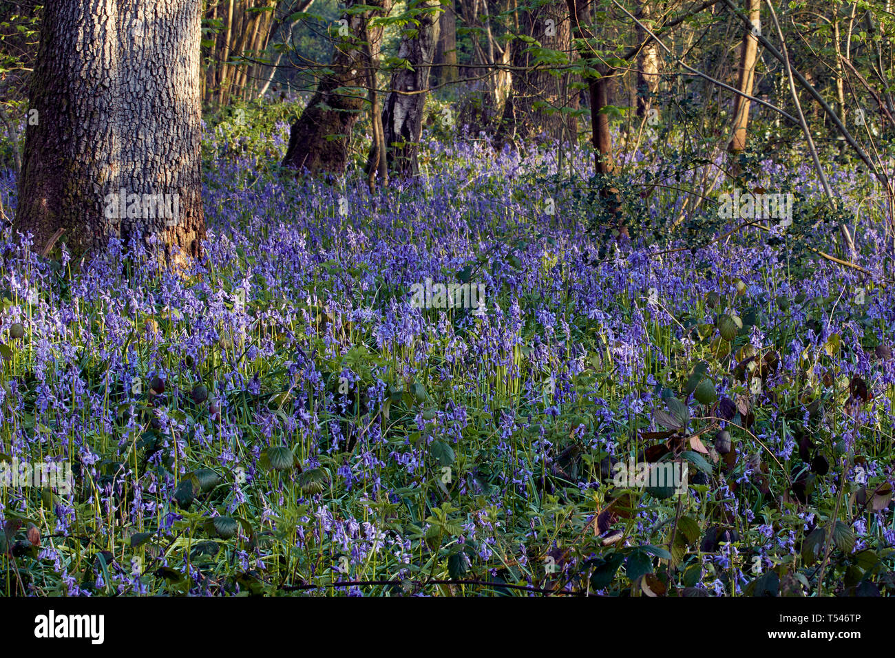 Spring bluebell flowers in reawakening woodland Stock Photo - Alamy