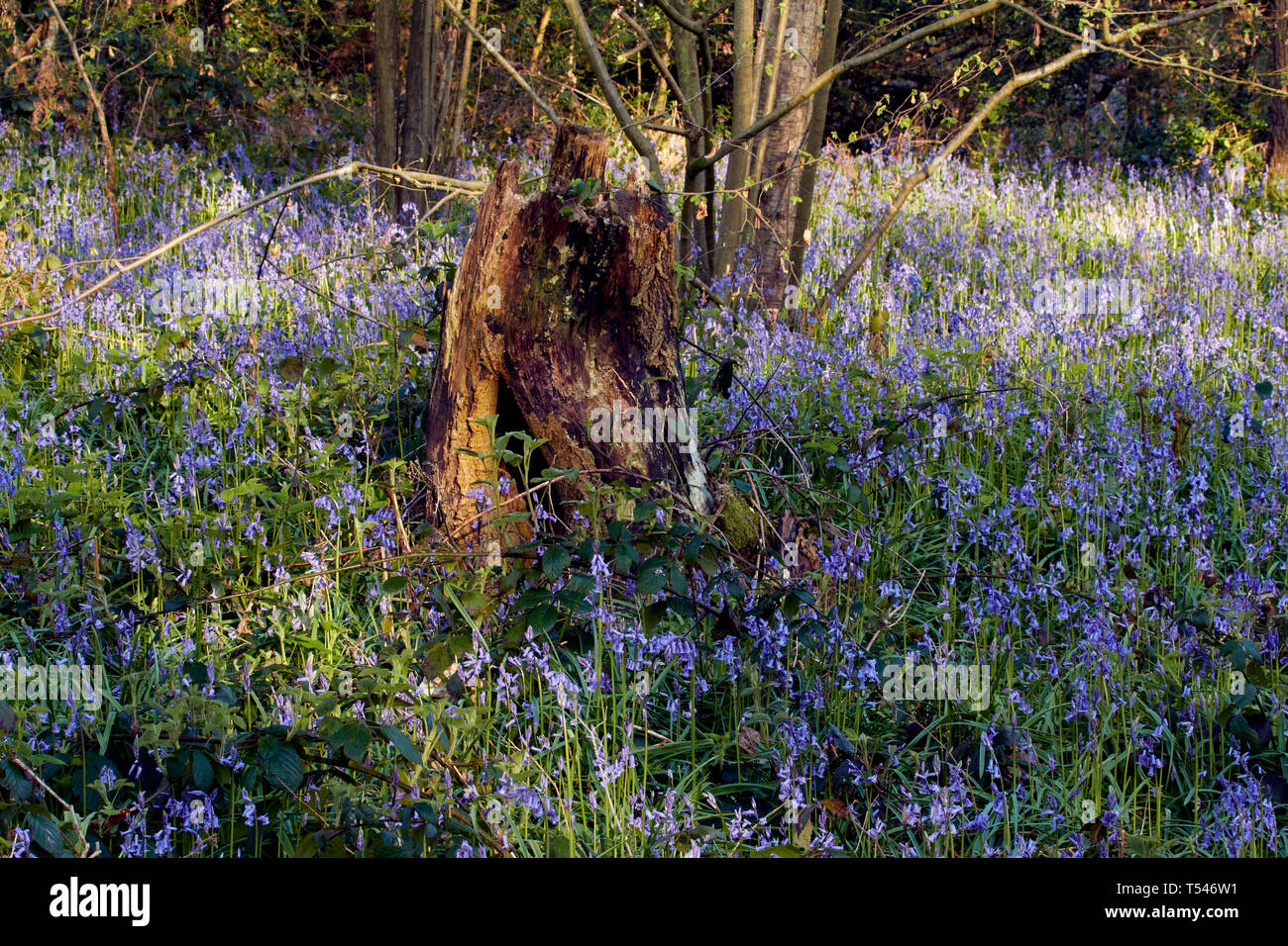 Spring bluebell flowers in reawakening woodland Stock Photo - Alamy