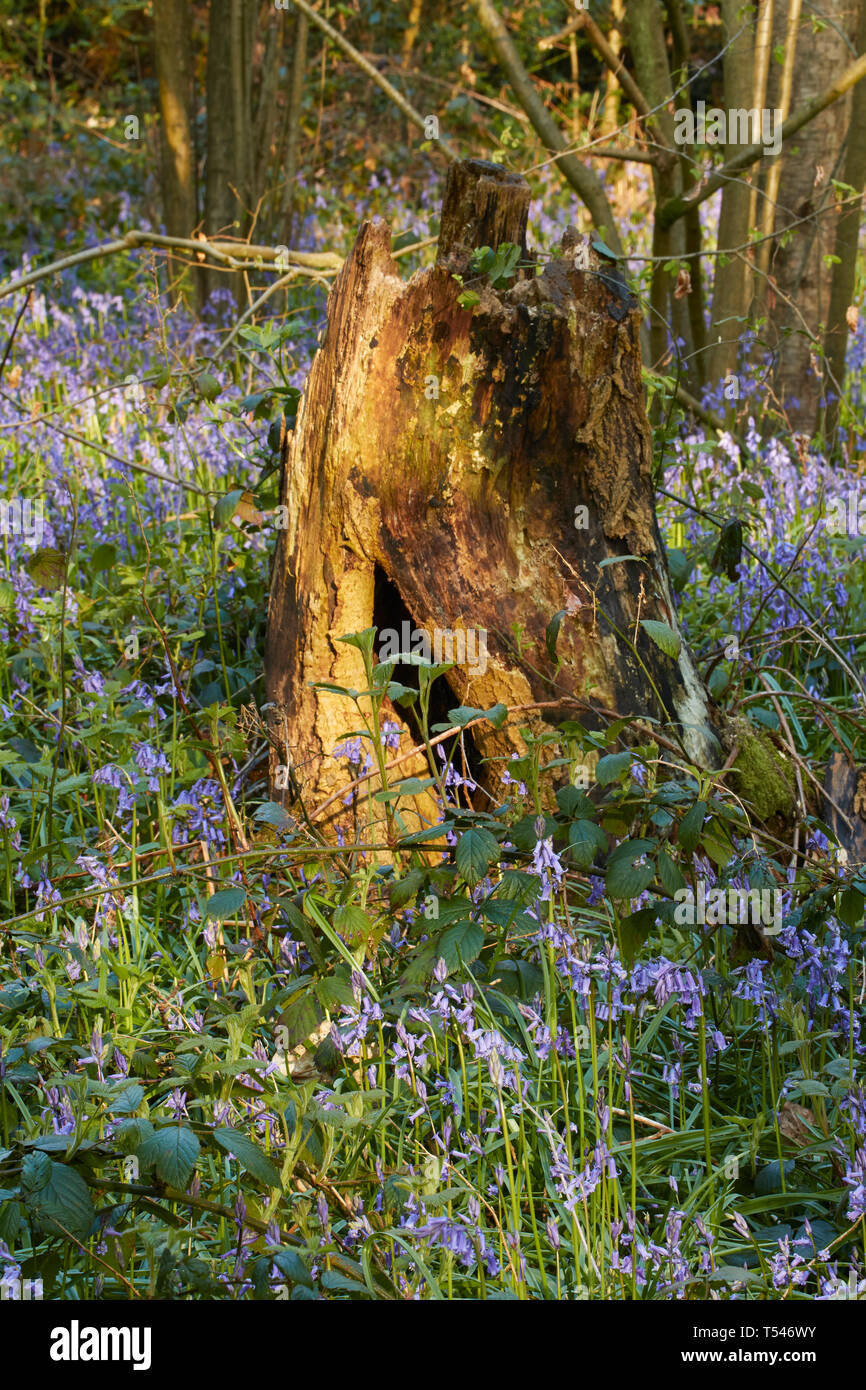 Spring bluebell flowers in reawakening woodland Stock Photo - Alamy
