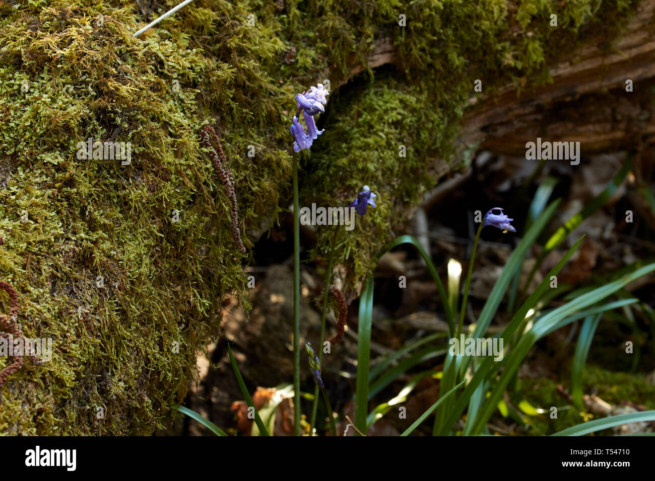 Spring bluebell flowers in reawakening woodland Stock Photo - Alamy
