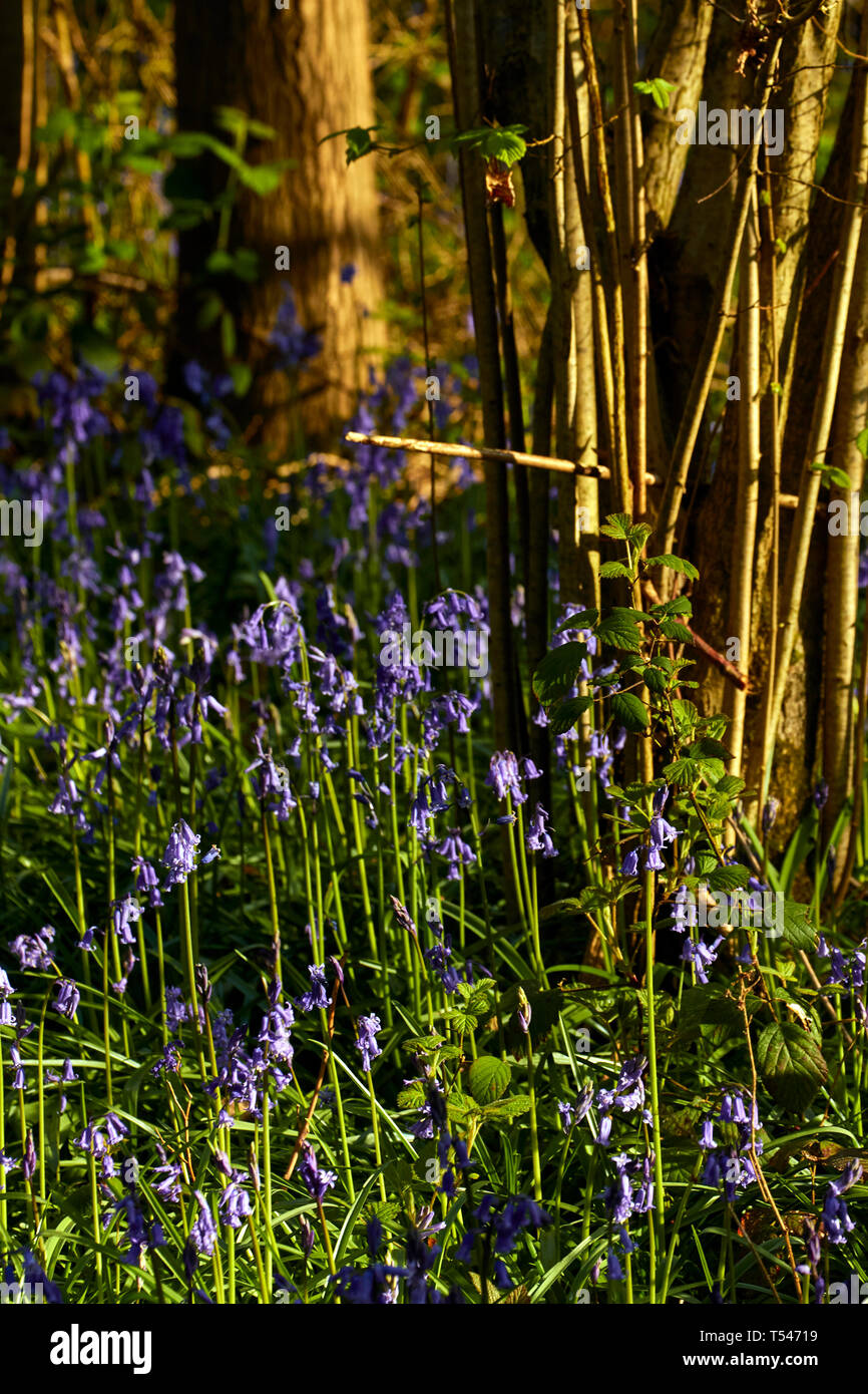 Spring bluebell flowers in reawakening woodland Stock Photo - Alamy