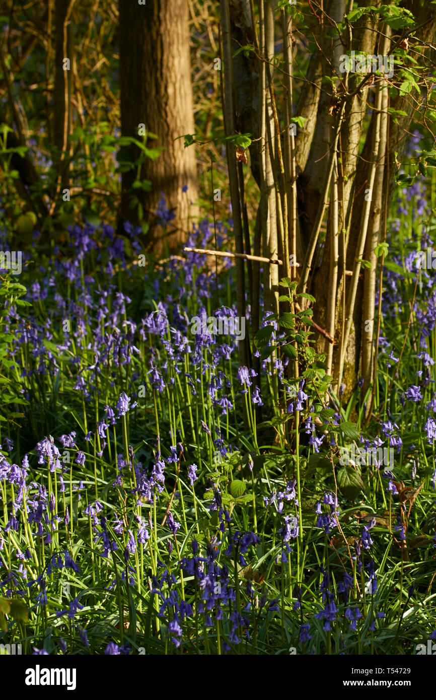Spring bluebell flowers in reawakening woodland Stock Photo - Alamy