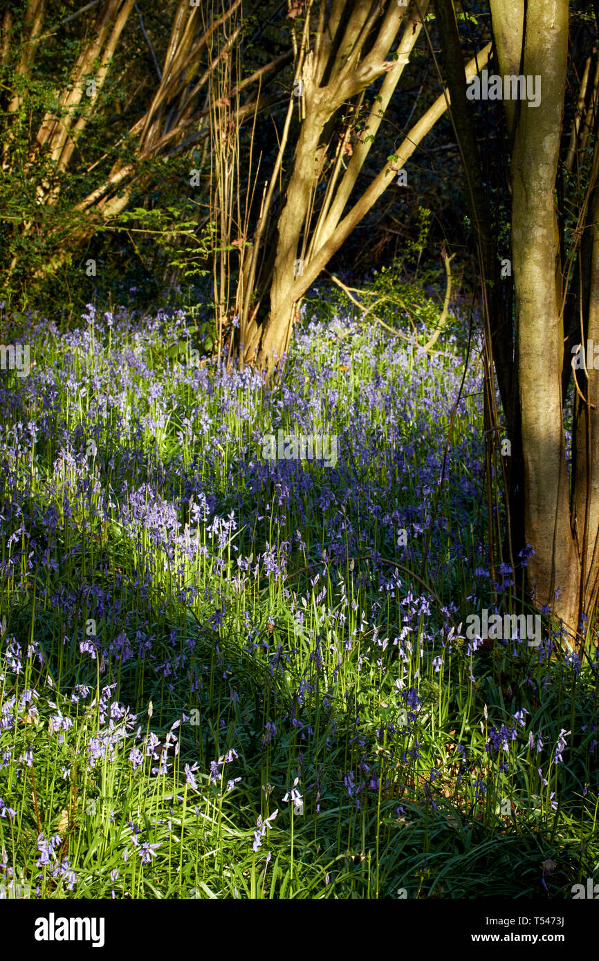 Spring bluebell flowers in reawakening woodland Stock Photo - Alamy