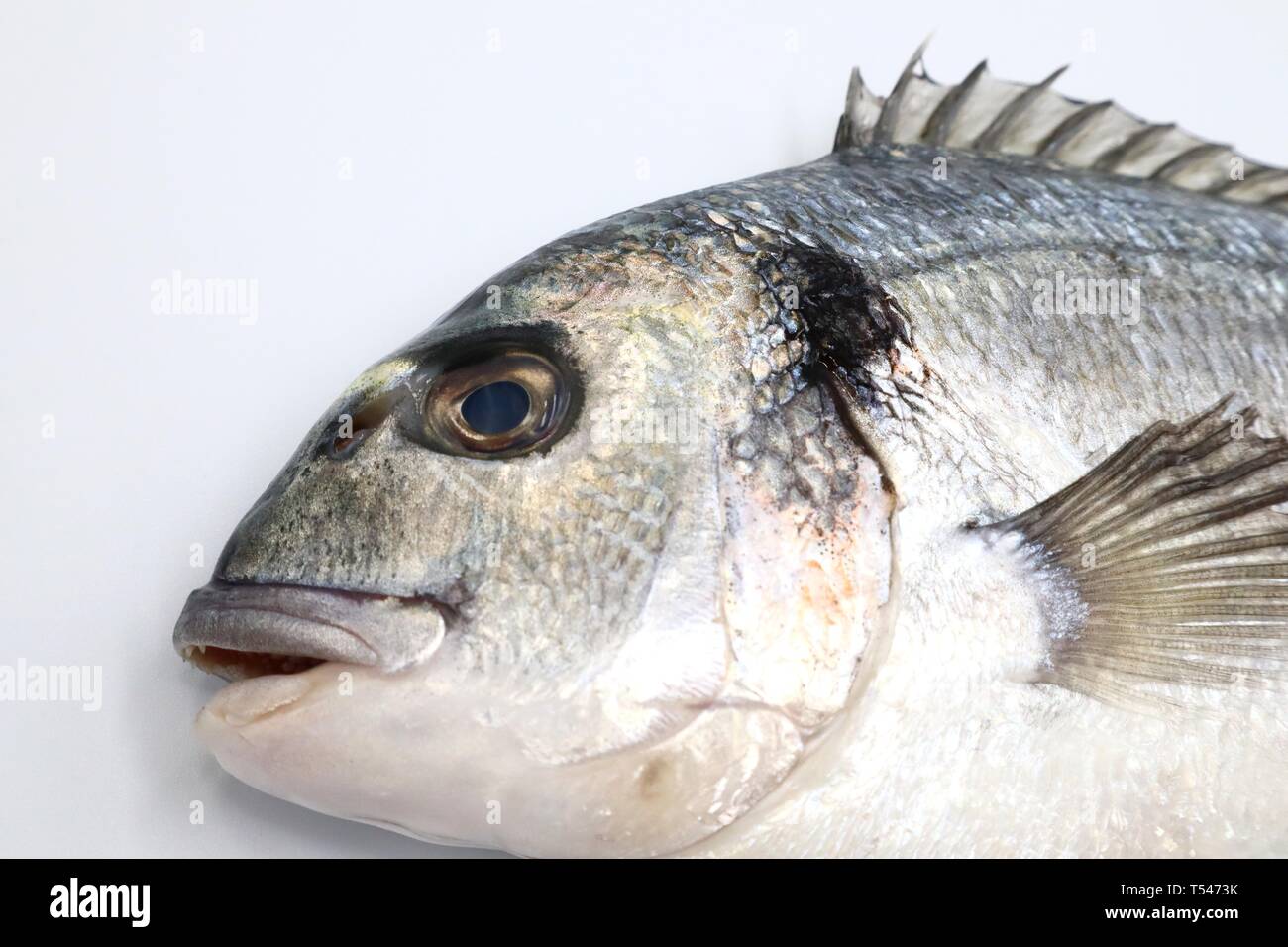 SEA BREAM Sparus Aurata, Fish of Bream family Sparidae Stock Photo - Alamy