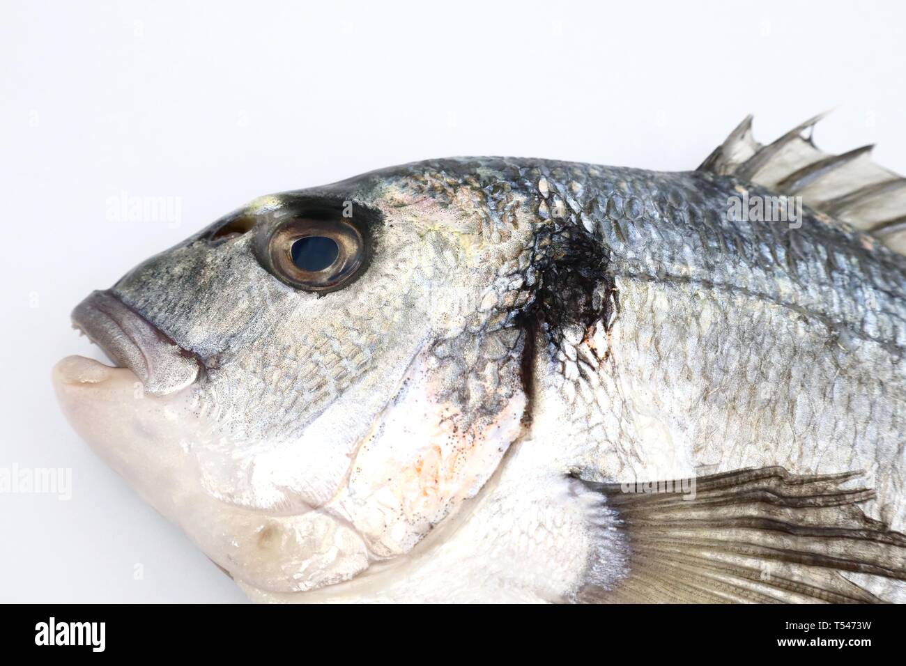 Family sparidae hi-res stock photography and images - Alamy