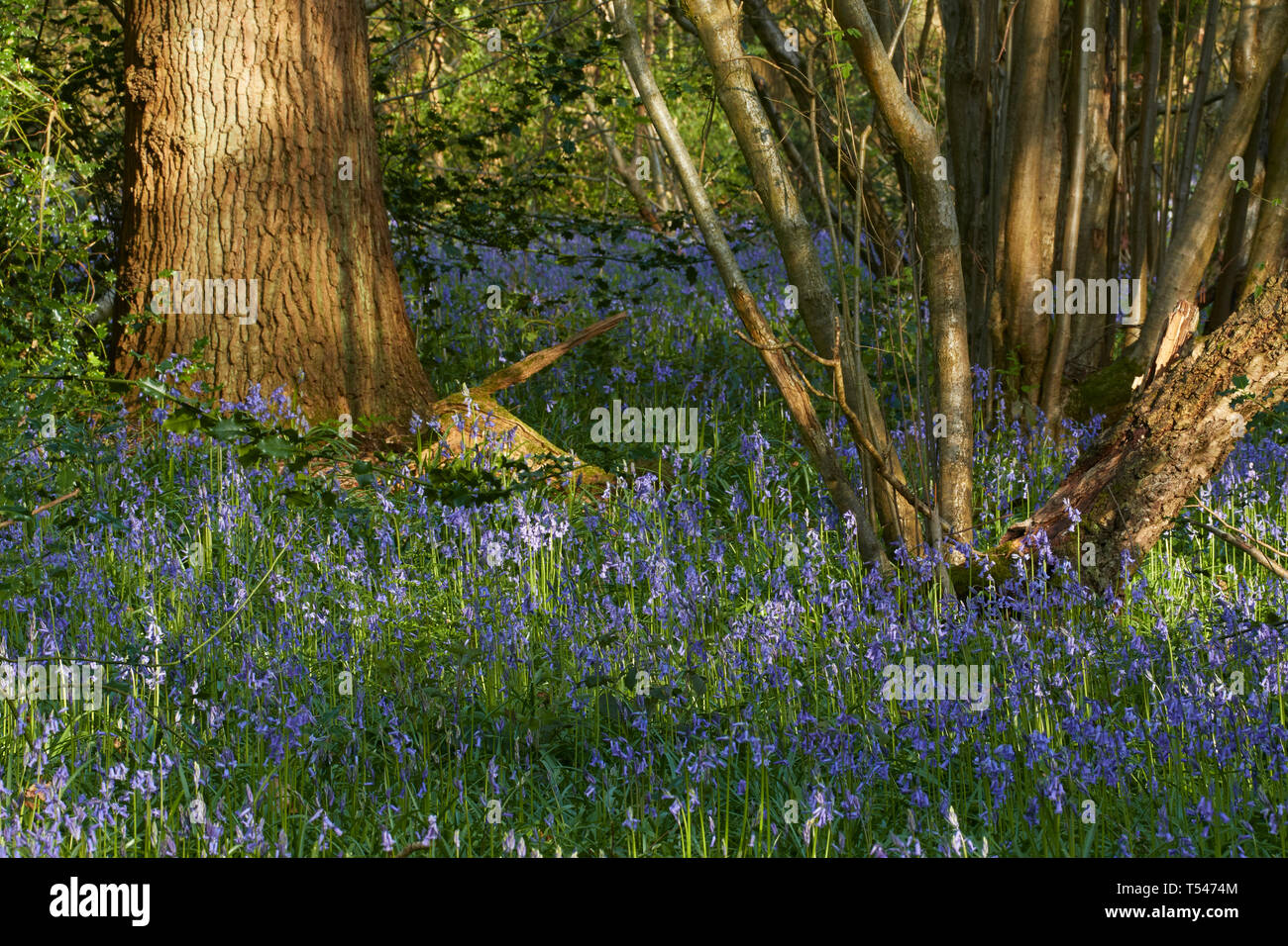 Spring bluebell flowers in reawakening woodland Stock Photo - Alamy