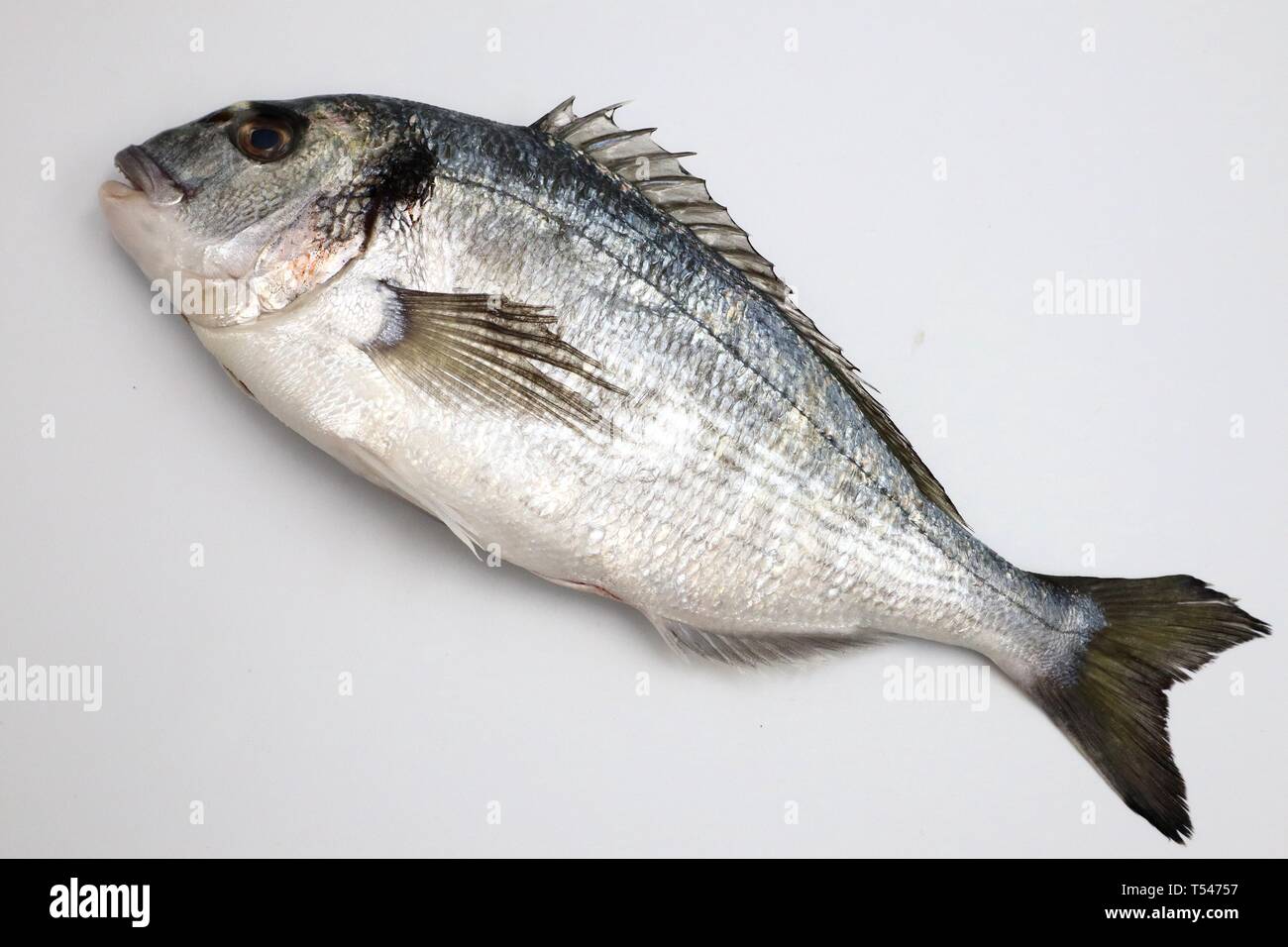 Family sparidae hi-res stock photography and images - Alamy