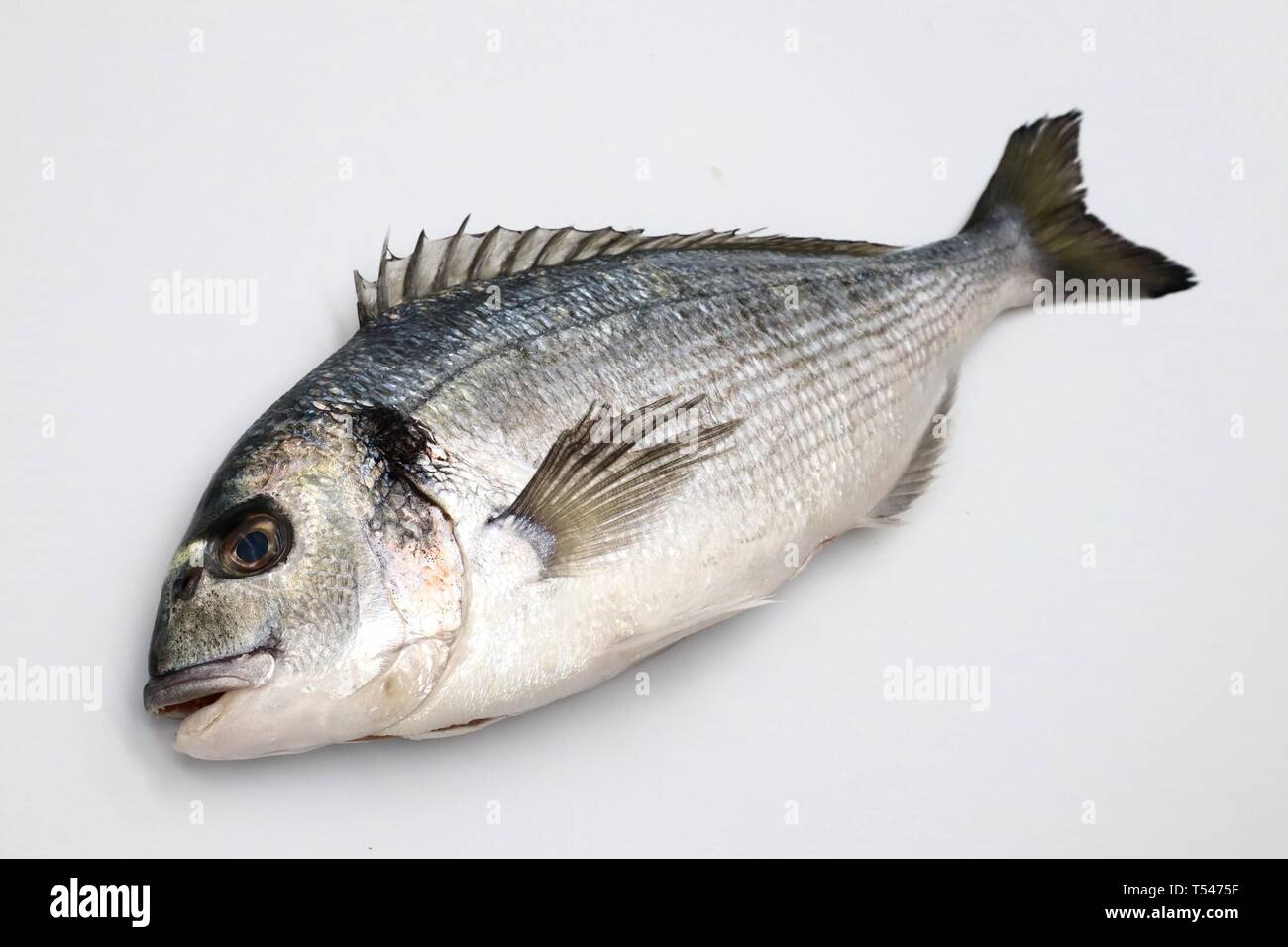 SEA BREAM Sparus Aurata, Fish of Bream family Sparidae Stock Photo - Alamy