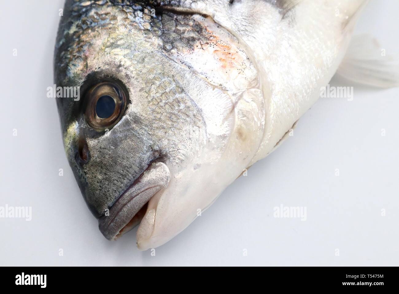 SEA BREAM Sparus Aurata, Fish of Bream family Sparidae Stock Photo - Alamy