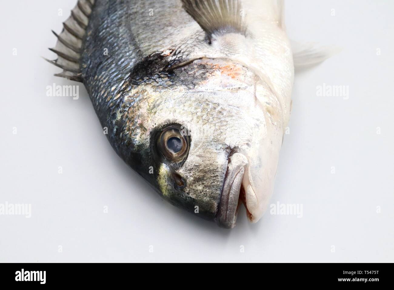 SEA BREAM Sparus Aurata, Fish of Bream family Sparidae Stock Photo - Alamy