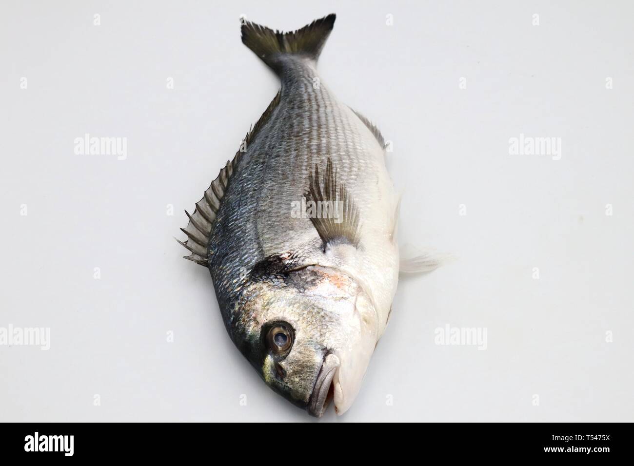 SEA BREAM Sparus Aurata, Fish of Bream family Sparidae Stock Photo - Alamy