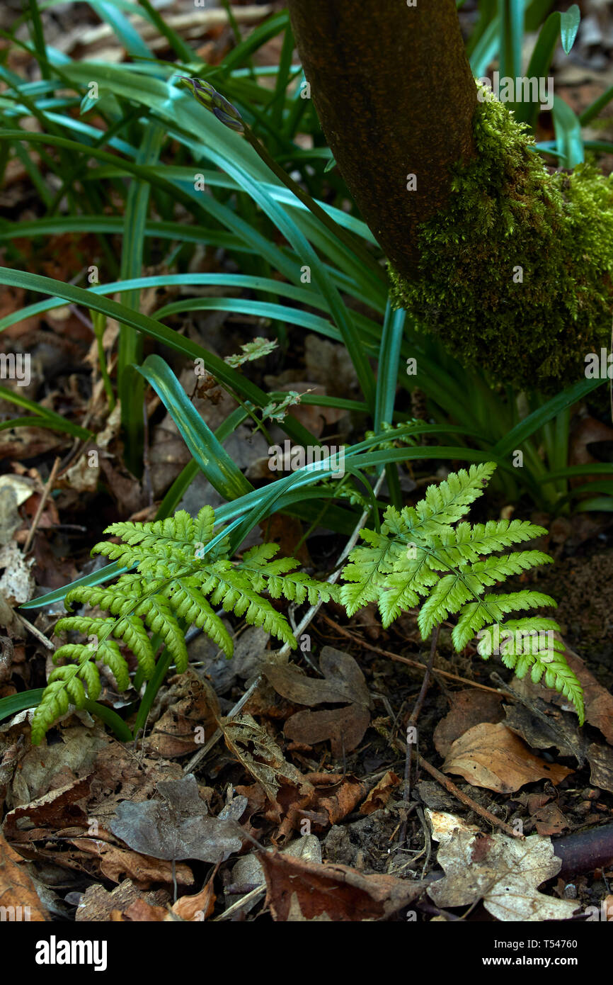 Young sporophyte fern hi-res stock photography and images - Alamy