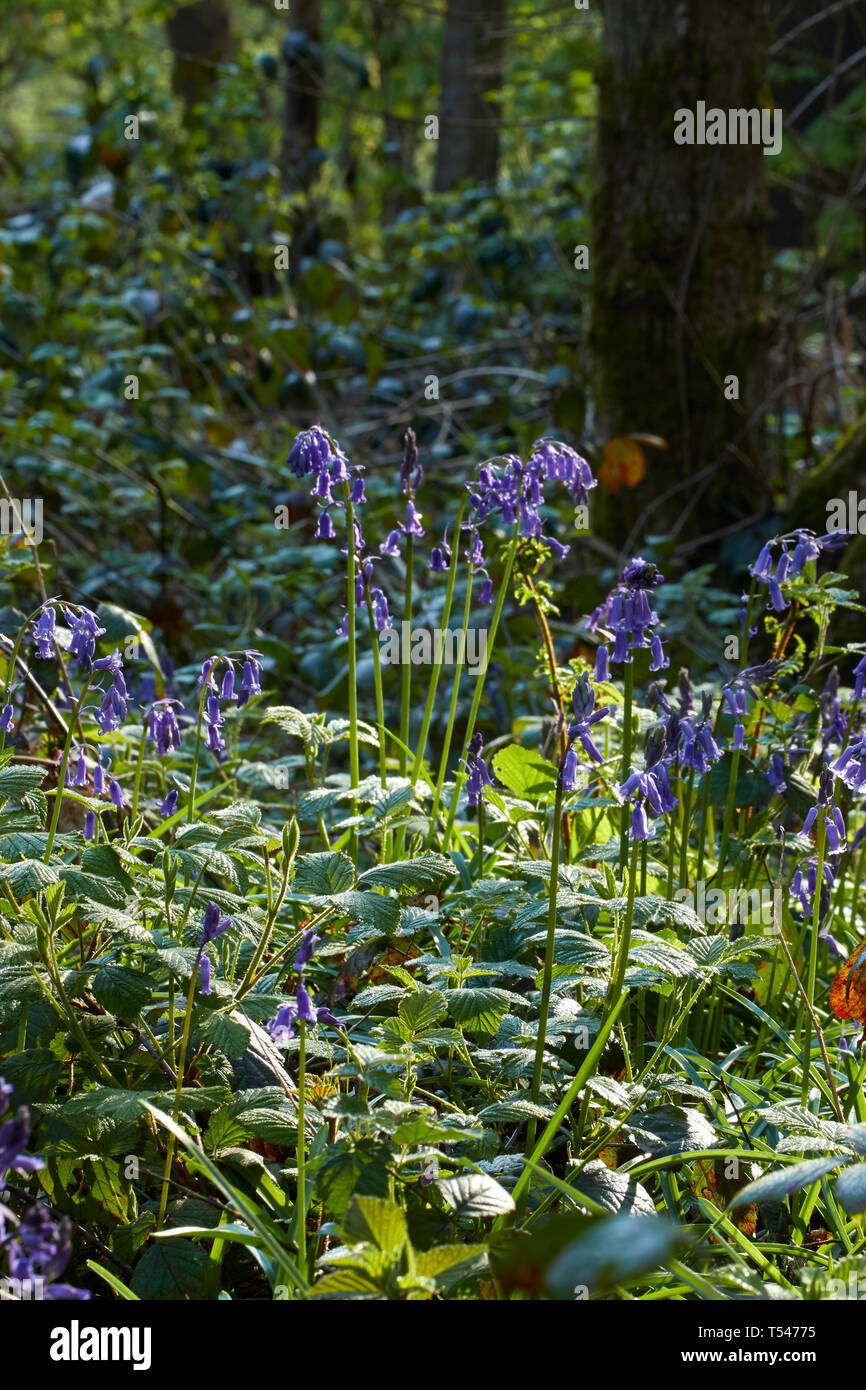 Spring bluebell flowers in reawakening woodland Stock Photo - Alamy