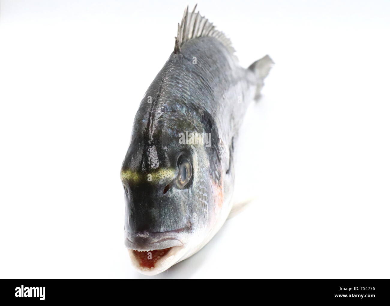 SEA BREAM Sparus Aurata, Fish of Bream family Sparidae Stock Photo - Alamy