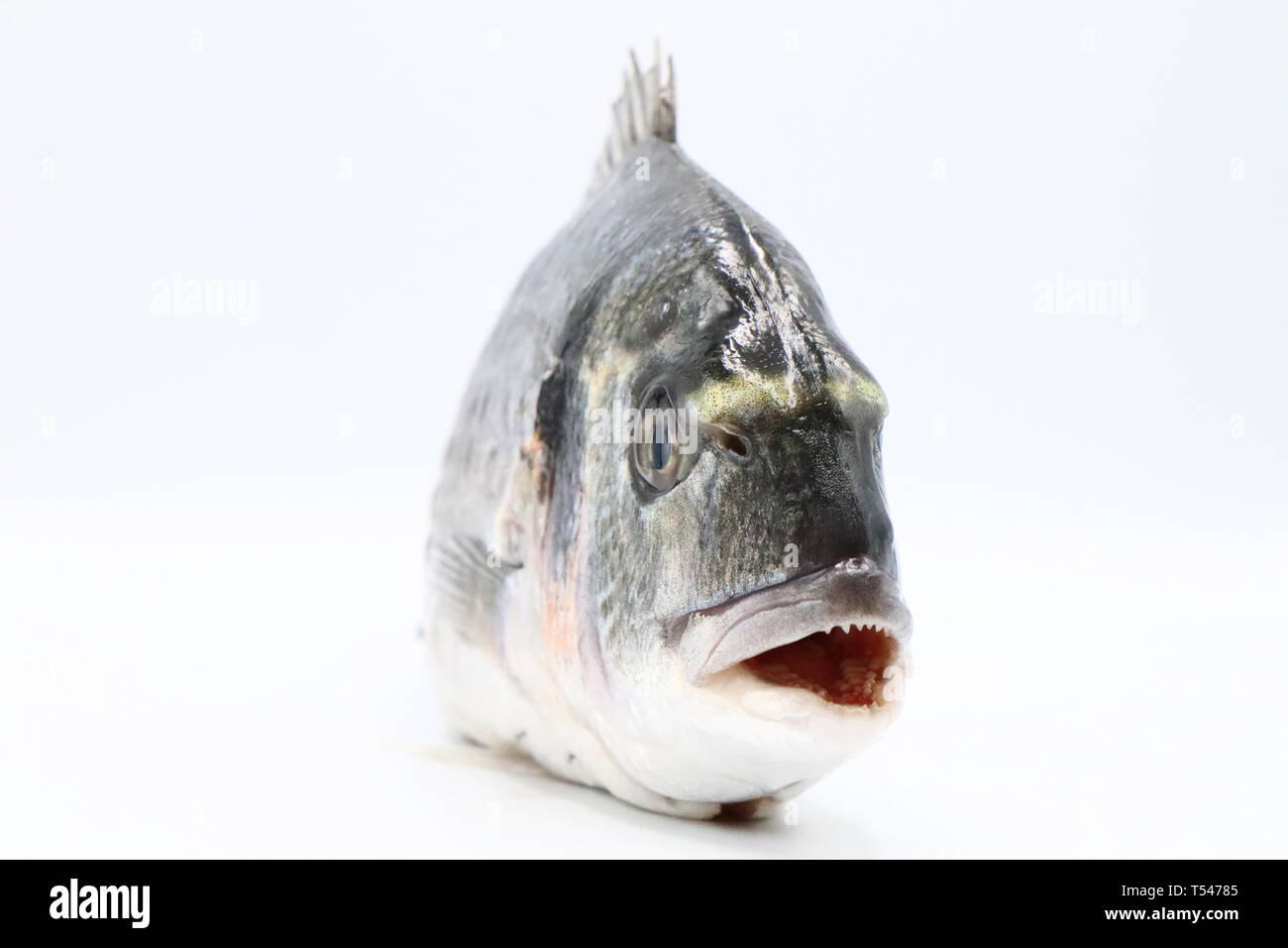 Family sparidae hi-res stock photography and images - Alamy