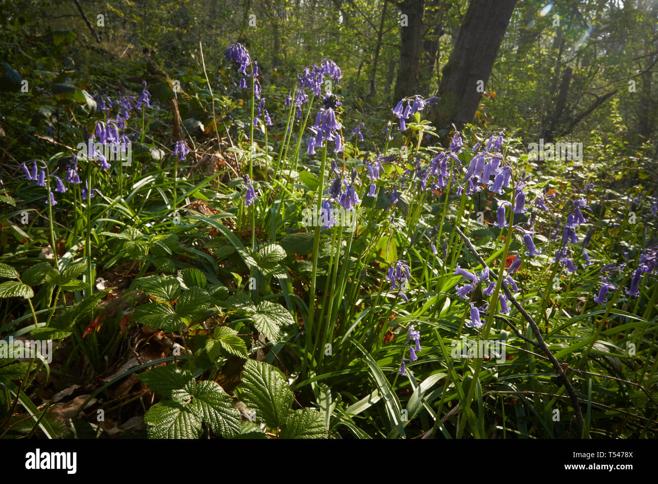 Spring bluebell flowers in reawakening woodland Stock Photo - Alamy