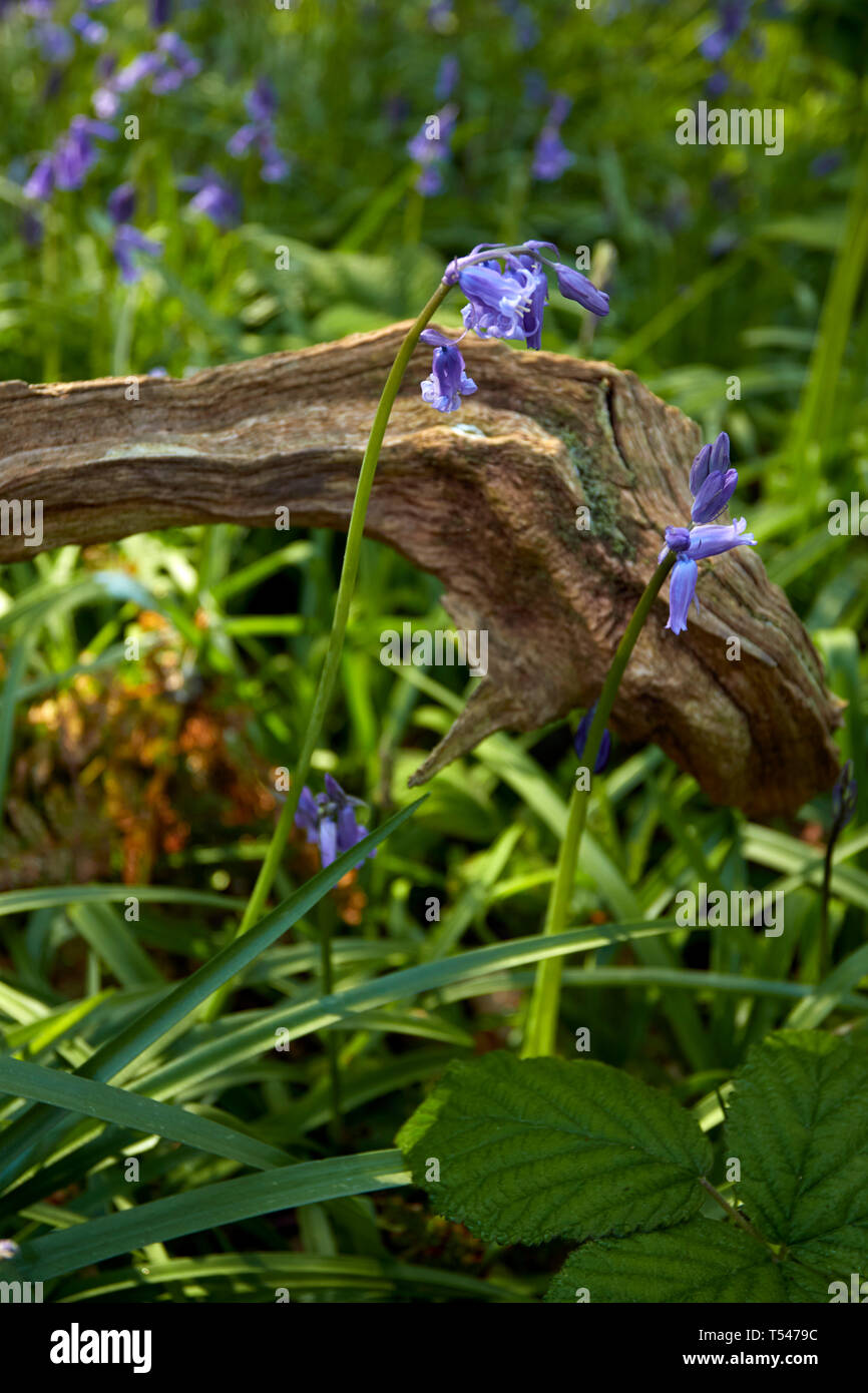 Spring bluebell flowers in reawakening woodland Stock Photo - Alamy