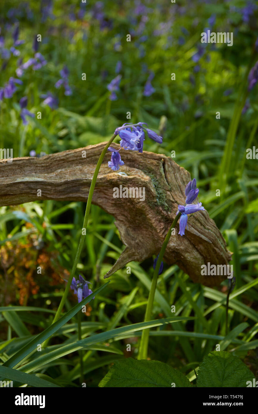 Spring bluebell flowers in reawakening woodland Stock Photo - Alamy