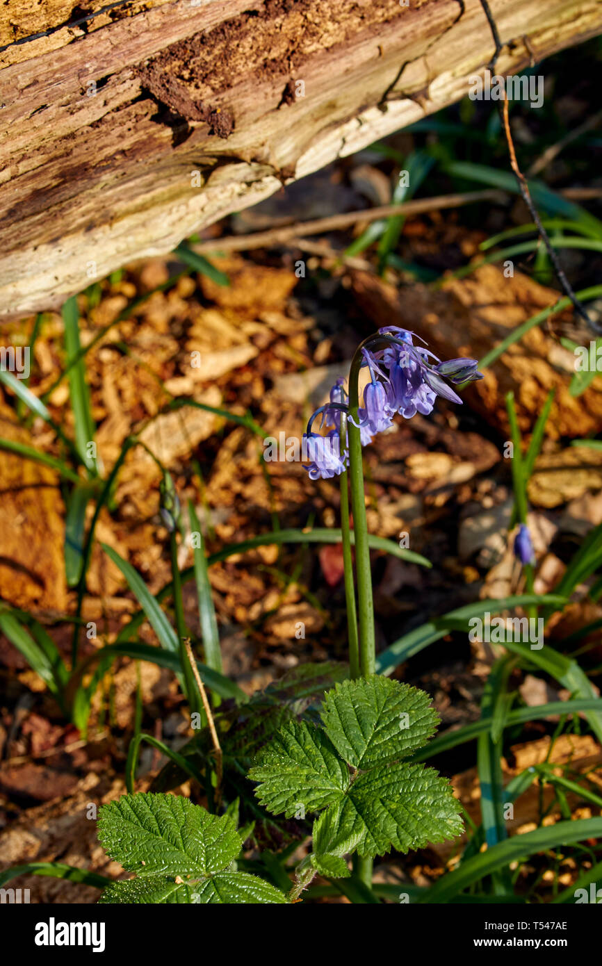 Spring bluebell flowers in reawakening woodland Stock Photo - Alamy