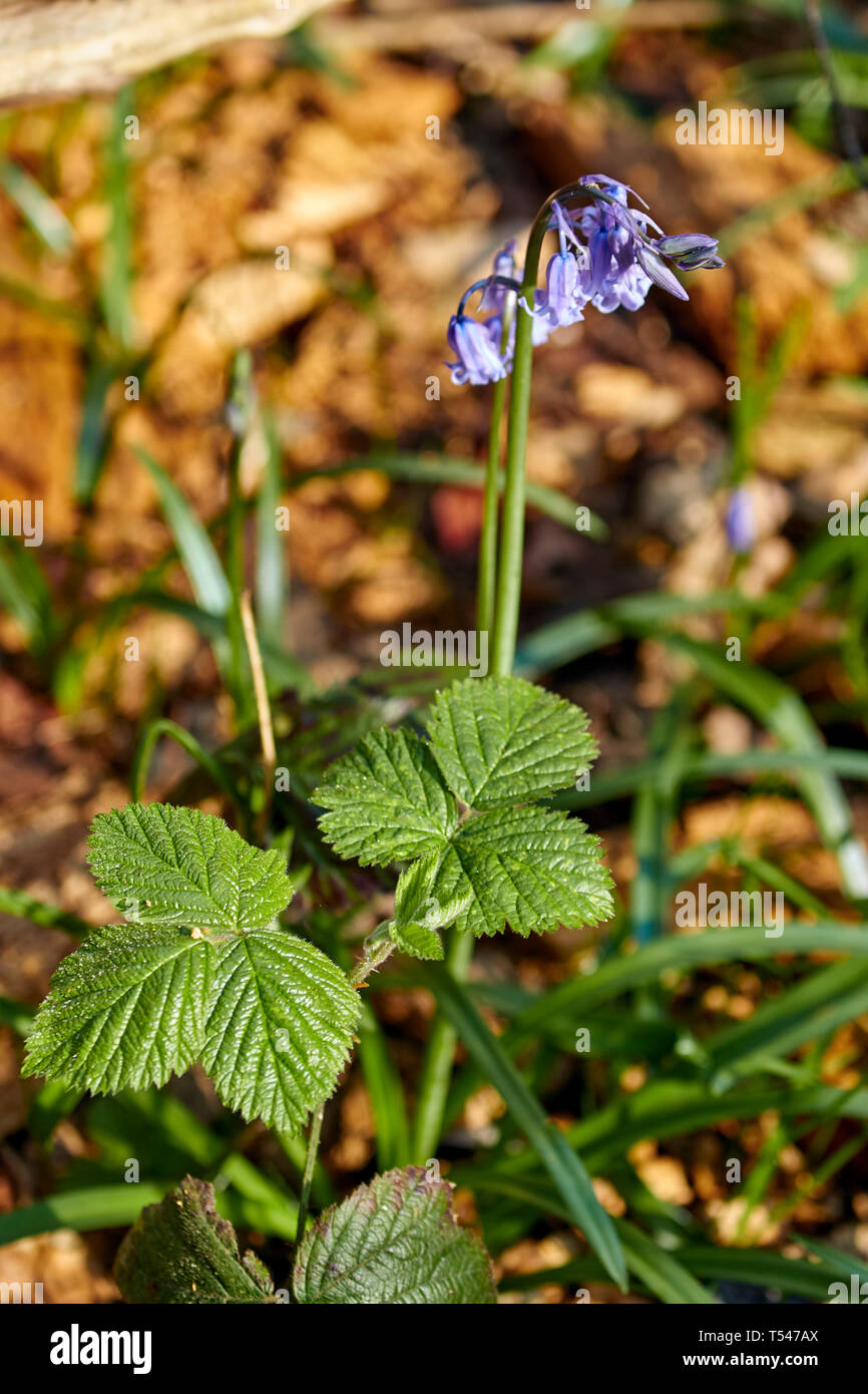 Spring bluebell flowers in reawakening woodland Stock Photo - Alamy