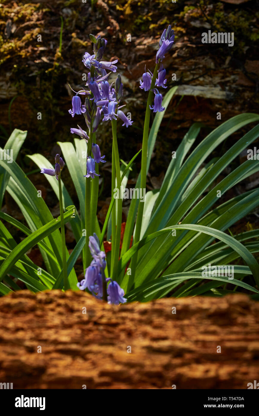 Spring bluebell flowers in reawakening woodland Stock Photo - Alamy