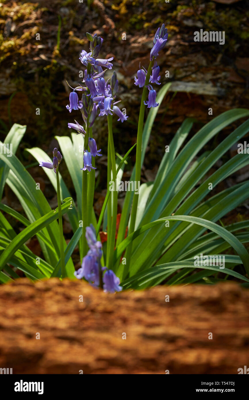 Spring bluebell flowers in reawakening woodland Stock Photo - Alamy