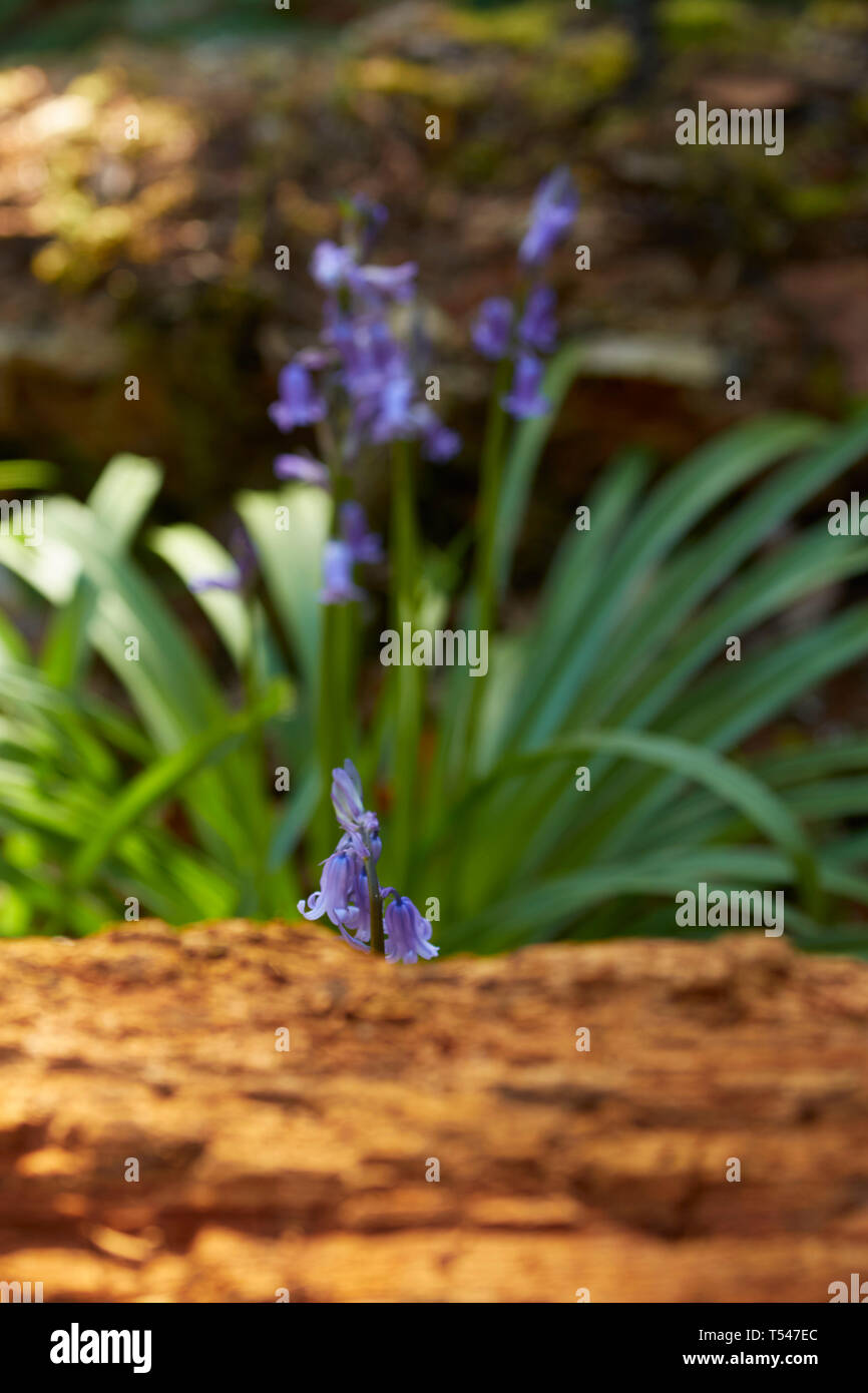 Spring bluebell flowers in reawakening woodland Stock Photo - Alamy